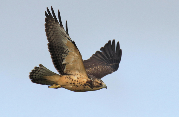 Rodeo Hawks | Birding Wire