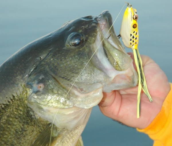 Froggin’ Time in Bass Country | Water World Wire