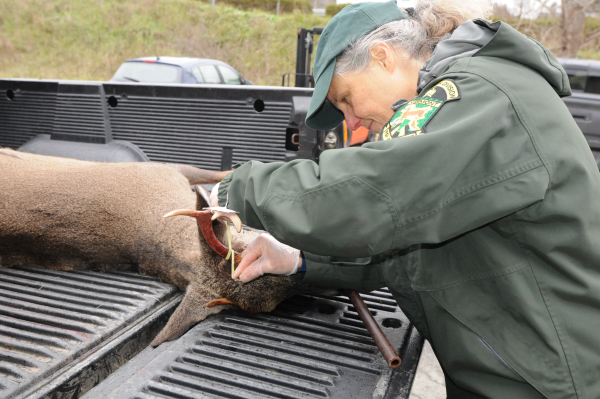 Vermont’s Regular Deer Season Starts Saturday, Nov. 15 | The Outdoor Wire